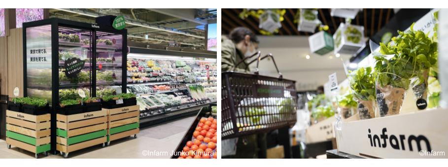 Grow fresh vegetables in your store! Urban farm vegetable platform ...