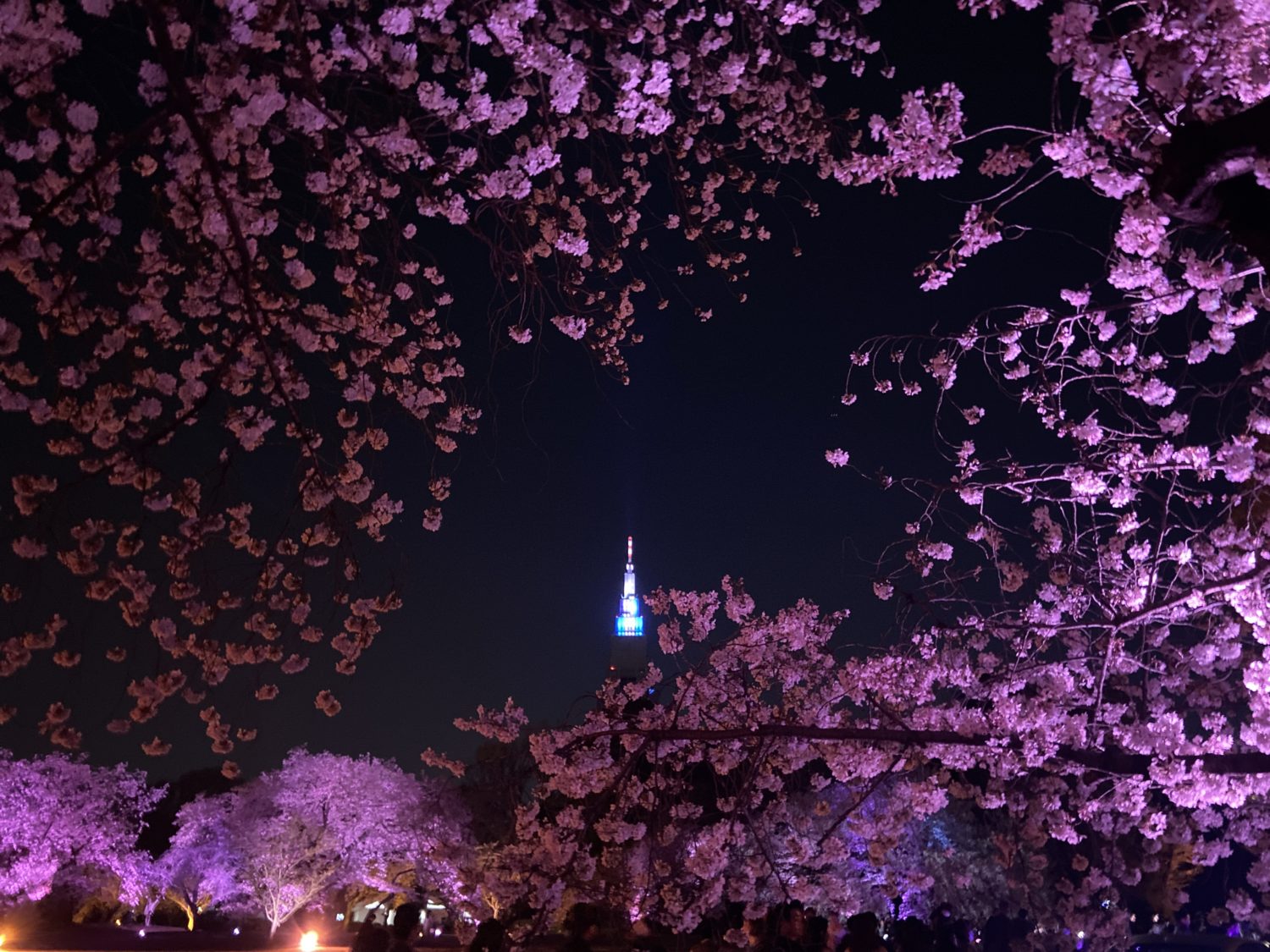 900本の夜桜が煌く🌸サステナブル&クリーンなお花見体験「naked桜の新宿御苑2023」|行ってきました サニーサイドアップ公式メディア「sunny Days」